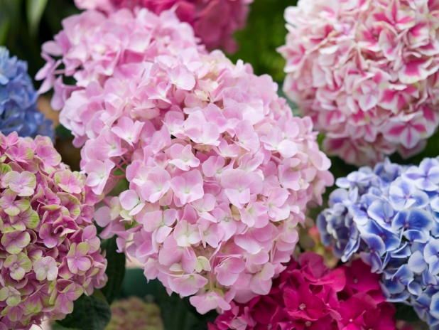 香港花卉展覽下月10日至19日在維園舉行 - RTHK