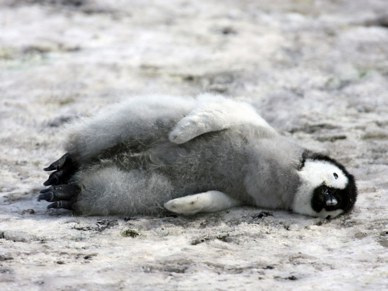 Warming Decimates Antarctica s Emperor Penguin Chicks RTHK Warming Decimates Antarctica s Emperor Penguin Chicks RTHK