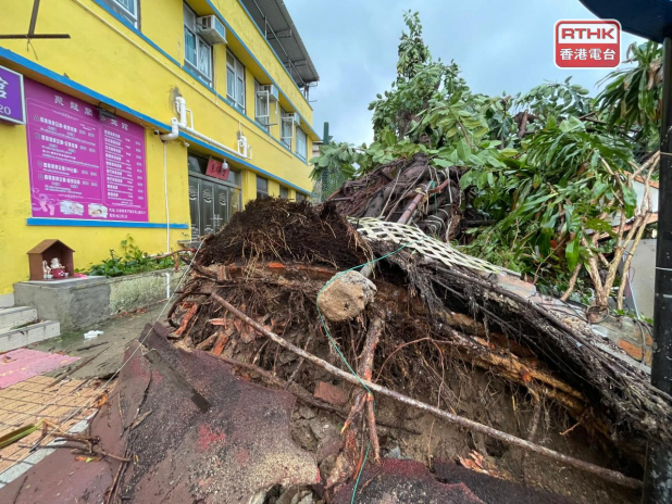 風暴期間 當局收到逾1500宗塌樹報告 - RTHK