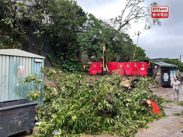 截至下午4時 政府共收逾1500宗塌樹報告 - RTHK