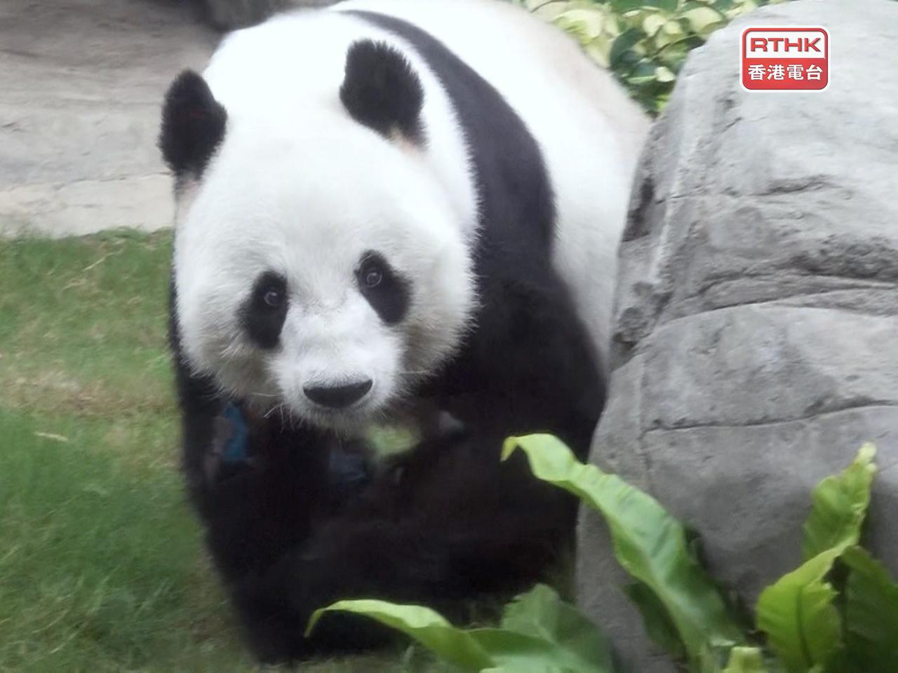 Officials to go to Sichuan to discuss panda delivery - RTHK