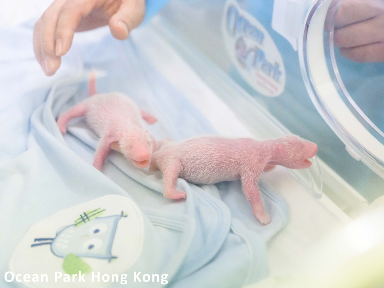 Newborn pandas doing well, still fragile: Ocean Park - RTHK