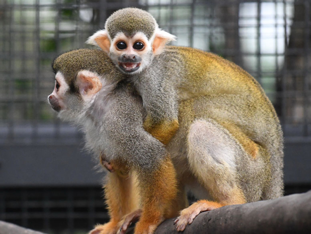 Another common squirrel monkey dies, death toll at 11 - RTHK