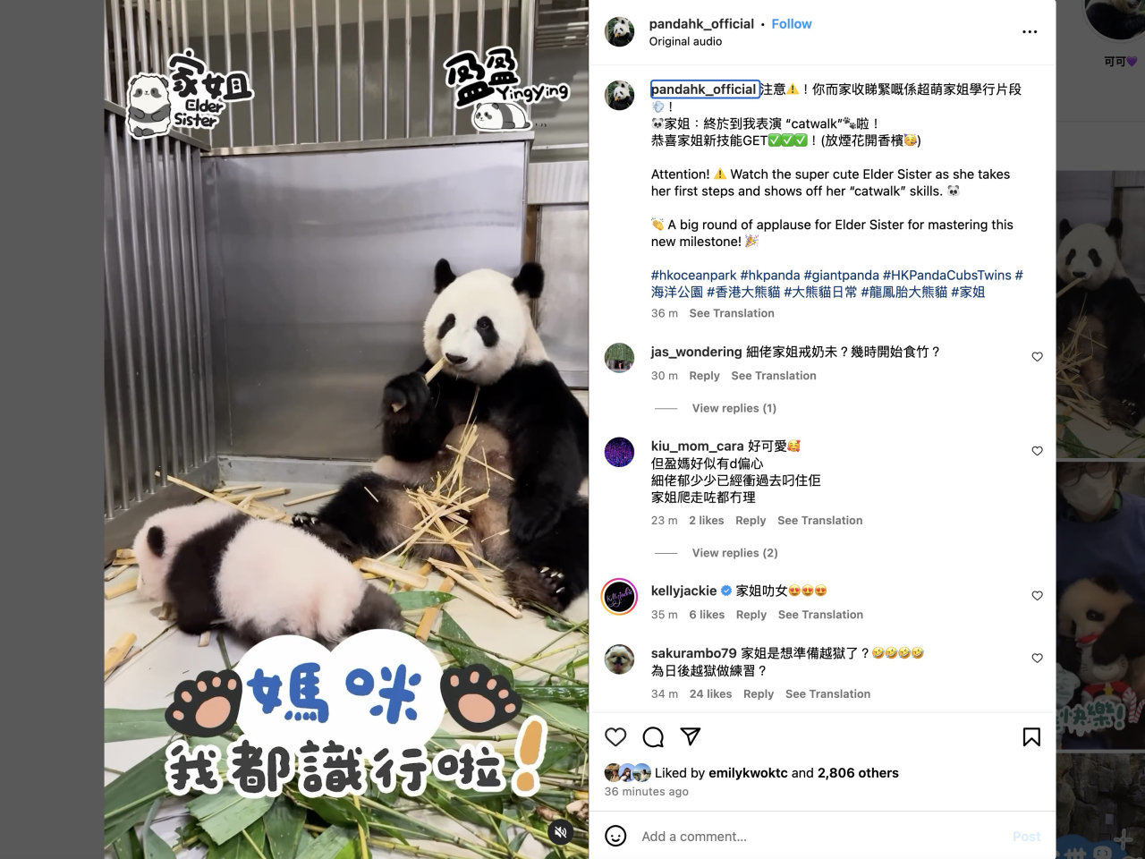 海洋公园：大熊猫龙凤胎「家姐」学爬行 步姿渐见纯熟 - RTHK