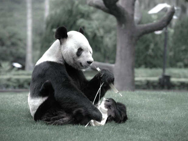 功勳大熊貓「永明」離世 終年32.5歲 - RTHK