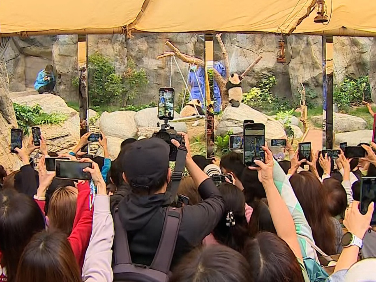 Crowds flock to Ocean Park to meet panda cubs - RTHK