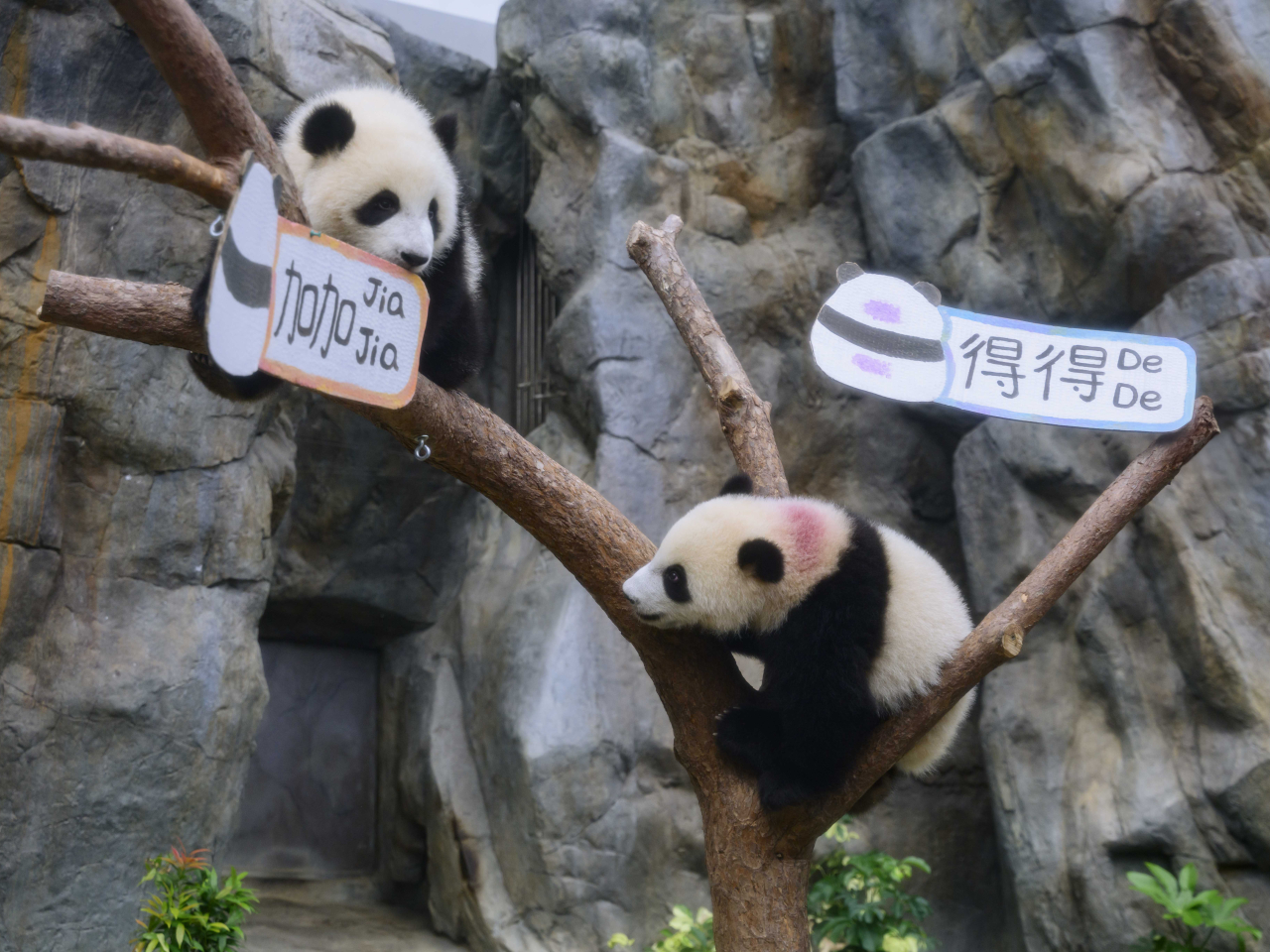 Meet Jia Jia and De De – HK's very own panda twins - RTHK